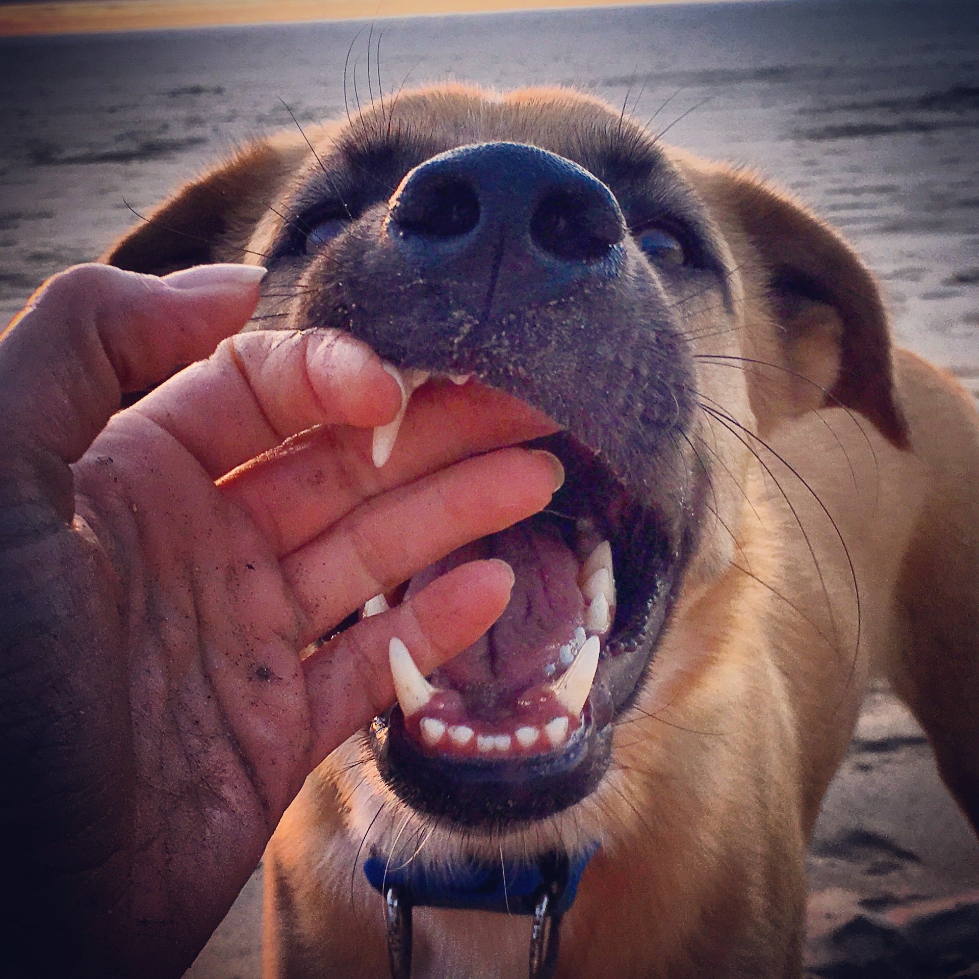 Surviving the Sharknado: How to Handle Puppy Biting & Mouthing Like a ...