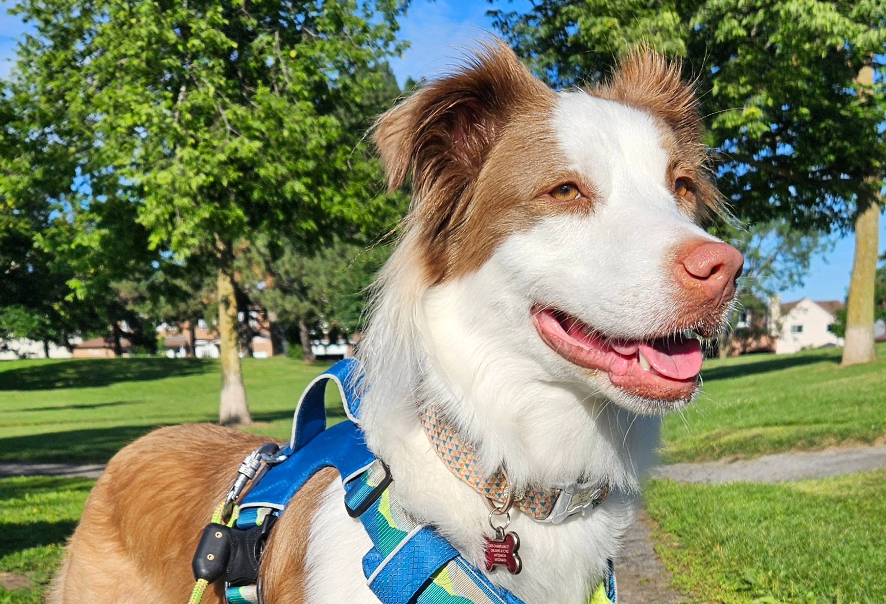 Letting Our Furry Friends Choose: Building Confidence and Happiness in ...